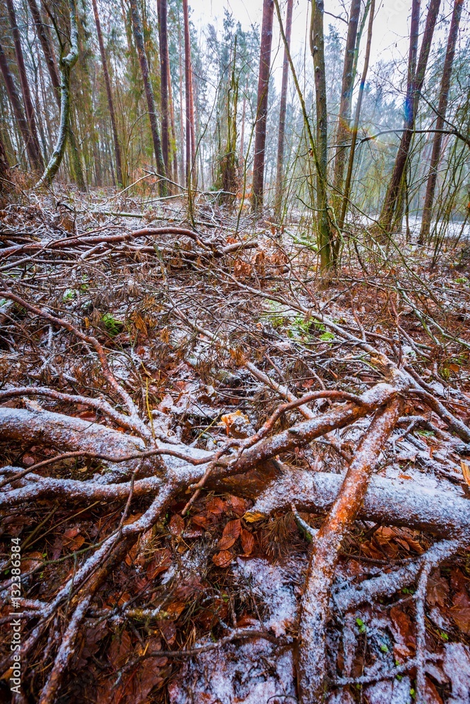 Dull and depressive winter forest landscape Stock Photo | Adobe Stock
