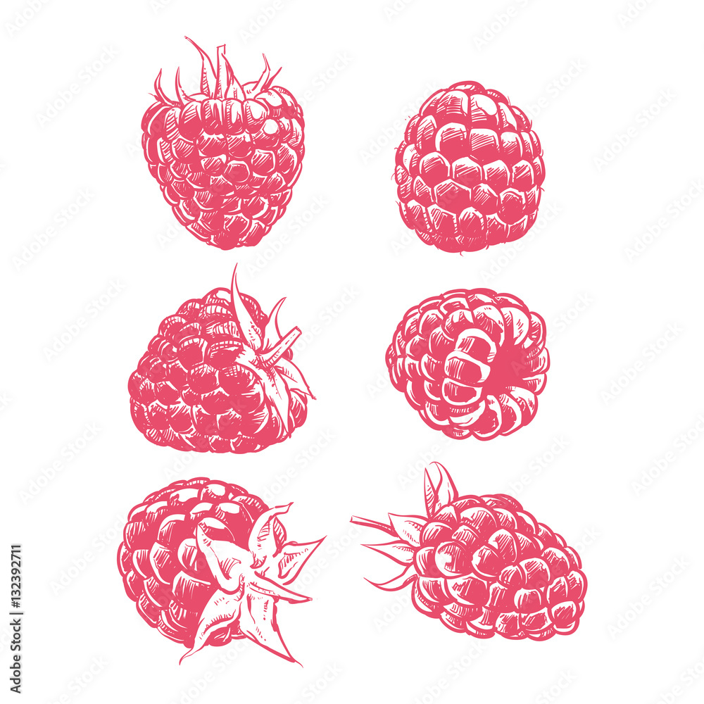 Drawing raspberry isolated, Fruits sketch, Hand drawn clip art Stock ...