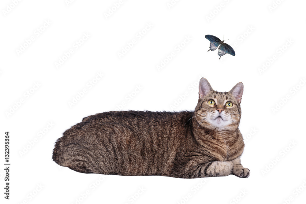 Beautiful cat curiously watching a butterfly in flight isolated on a ...
