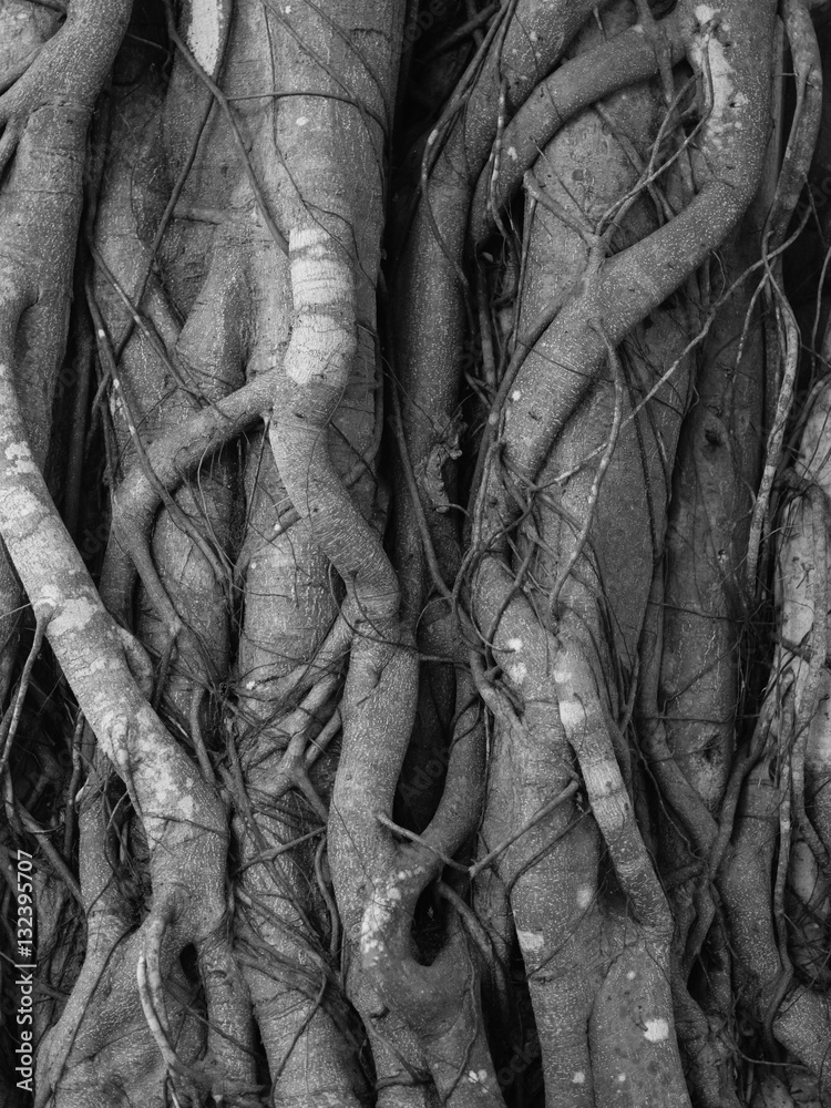 black and white of Banyan Tree root texture background Stock Photo ...