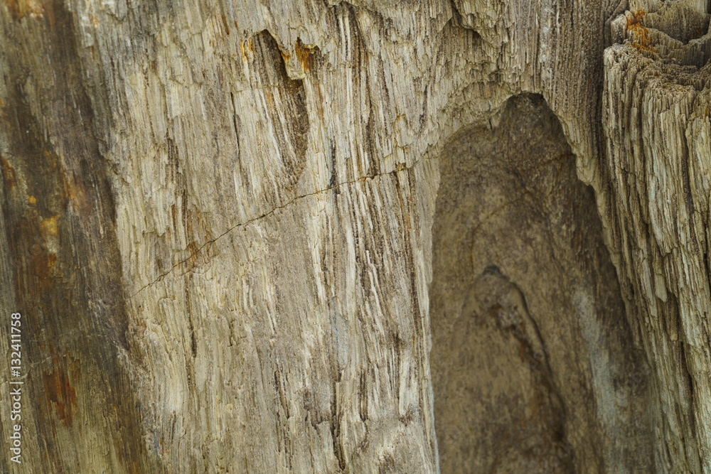 Petrified wood stone, Fossilized Tree Trunks from the Triassic P Stock ...