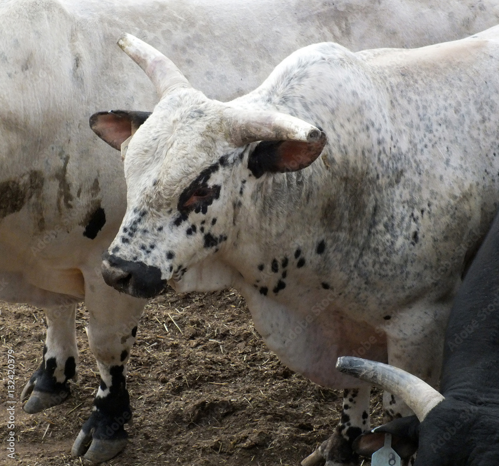 Brahma Bull Stock-Foto | Adobe Stock
