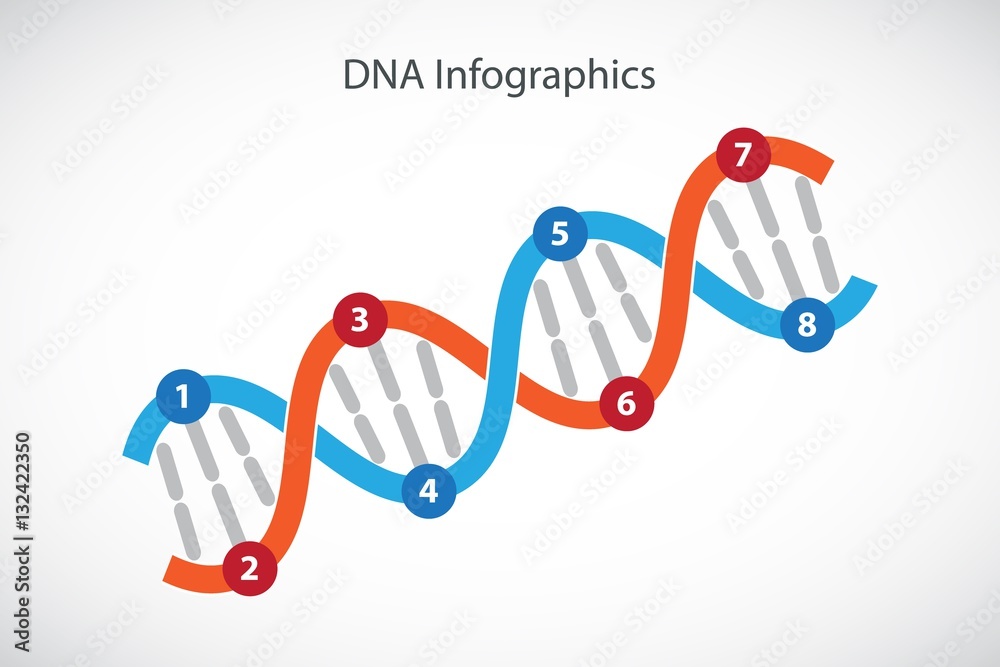 DNA timeline. Process template. Vector infographics. Stock Vector ...
