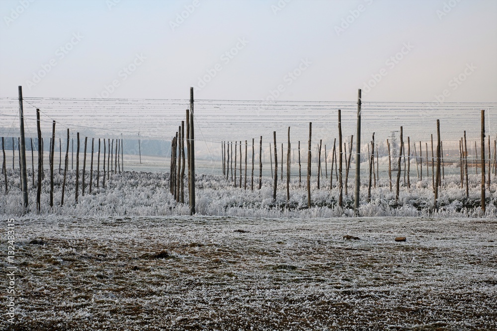 Hopfengarten im Winter Stock-Foto | Adobe Stock