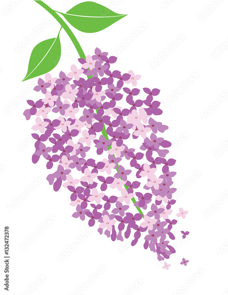 vector lilac flower Stock Vector | Adobe Stock