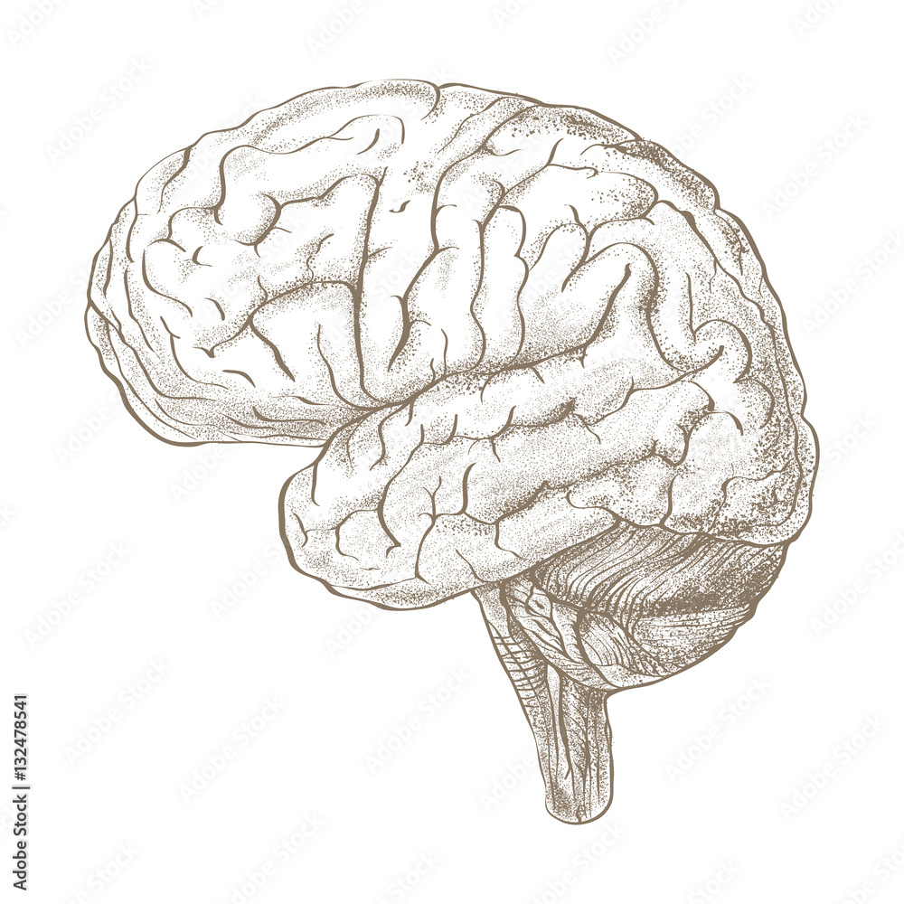 Brain as a pencil sketch style image Stock Illustration | Adobe Stock
