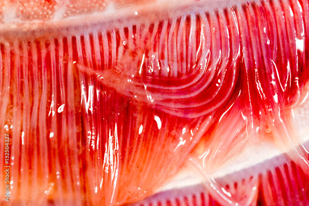 pike fish gills. super macro Stock Photo | Adobe Stock