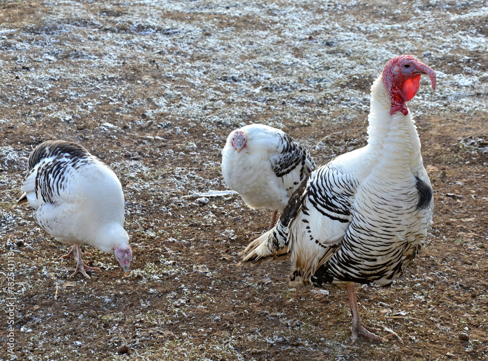 Puten Stock-Foto | Adobe Stock