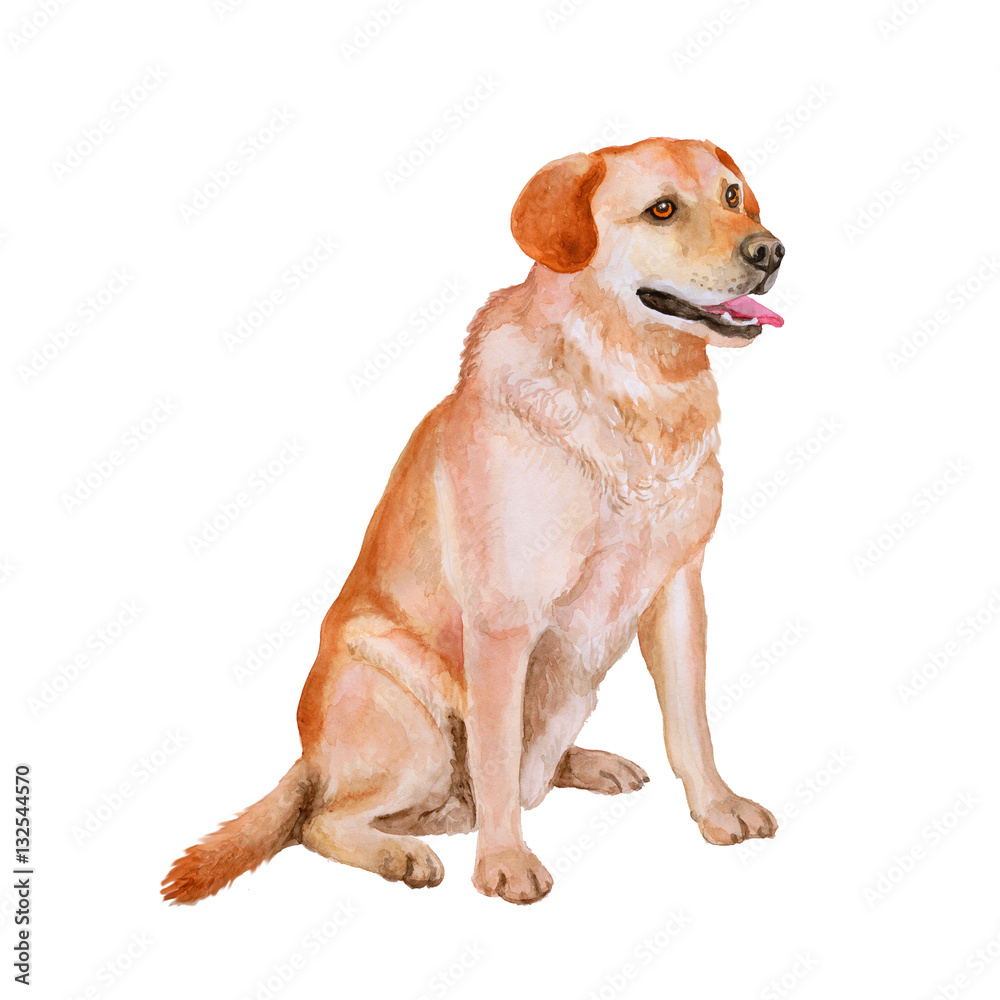Watercolor portrait of red, white Labrador retriever breed gun dog, Lab ...