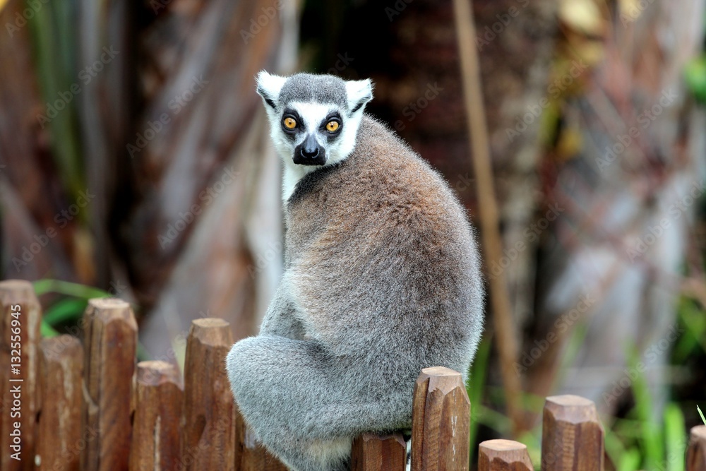 Lémurien dans une réserve naturelle, Australie Stock Photo | Adobe Stock
