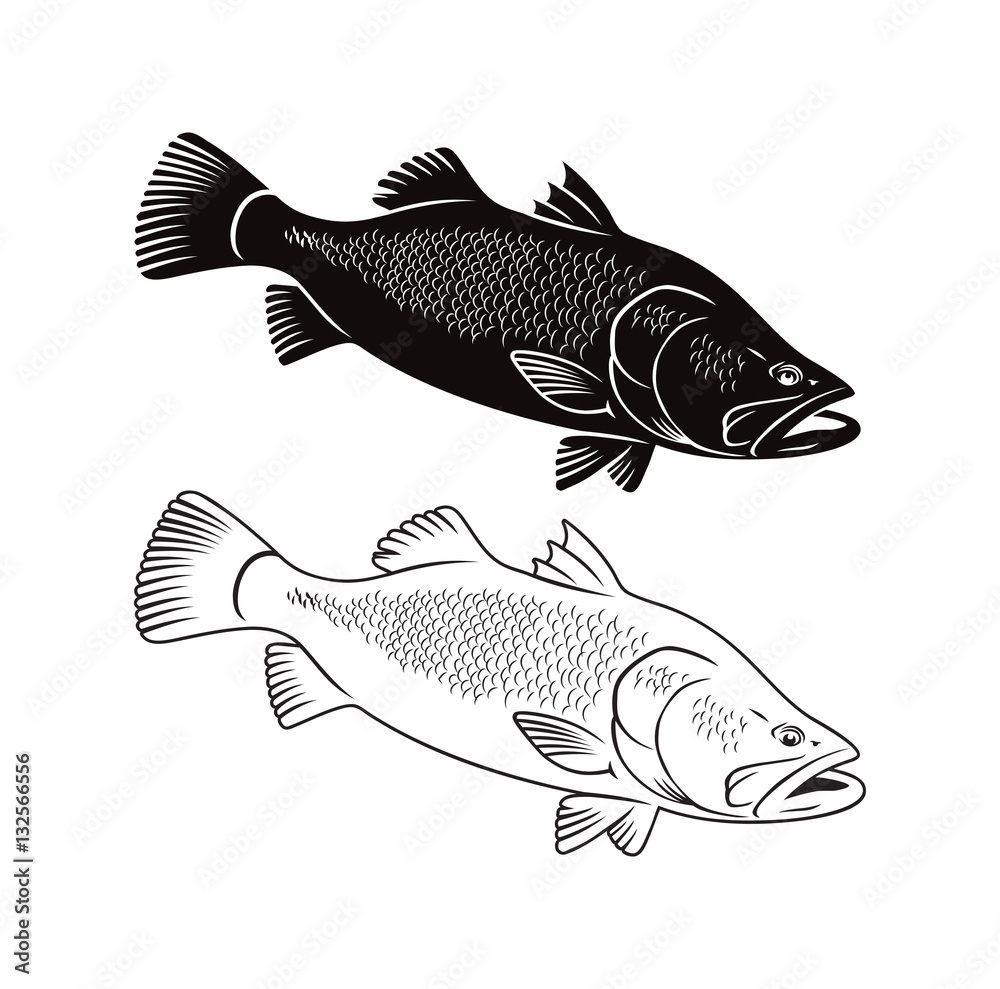 barramundi fish Stock Vector | Adobe Stock