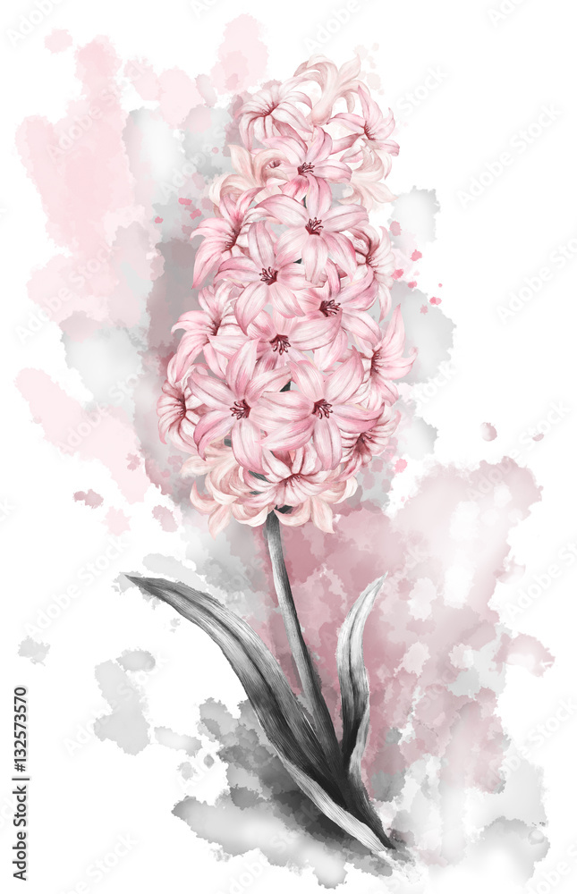 watercolor drawing, pink hyacinth, garden flower, leaves, illustration ...