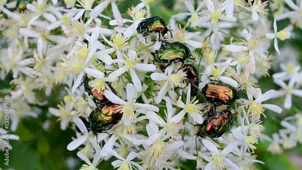 protaetia aeruginosa (green dung-beetle) bugs on white flowers. meadow ...