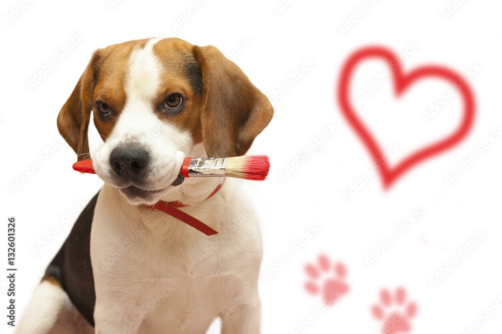beagle with heart Stock Photo | Adobe Stock
