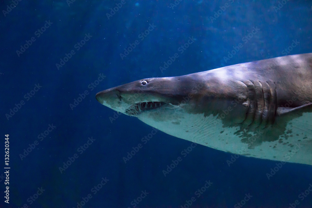 shark with scary big teeth underwater, risk or danger concept ...