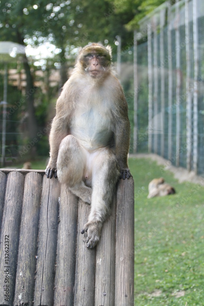 Animal faces Stock Photo | Adobe Stock
