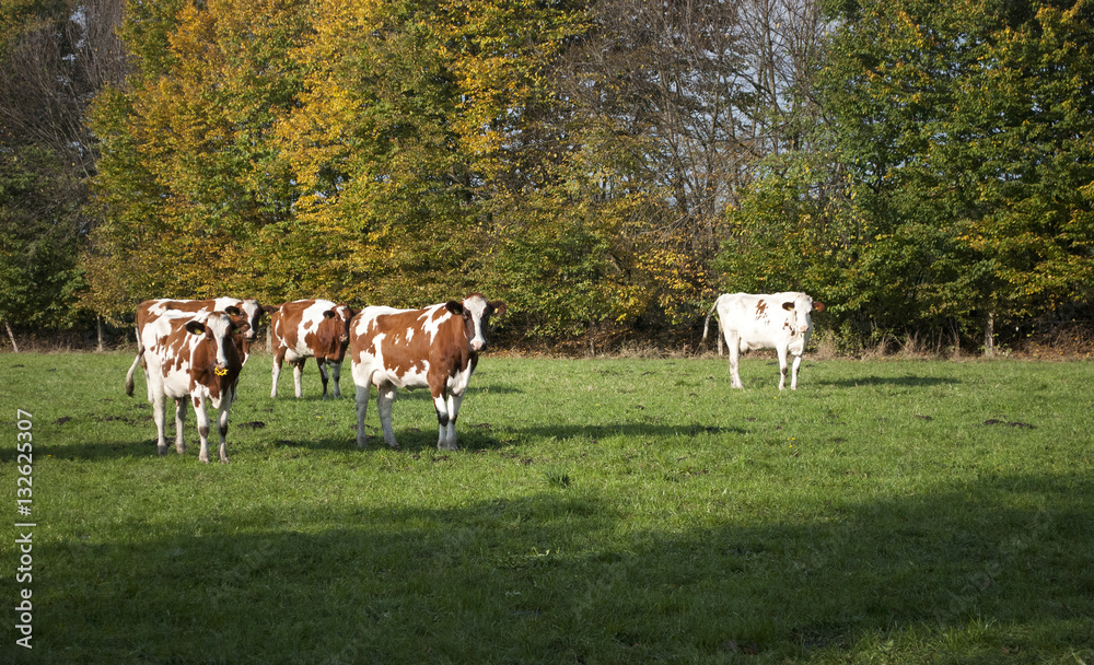 Gruppe von Kühen auf einer Weide im Herbst in Schleswig-Holstein Stock ...