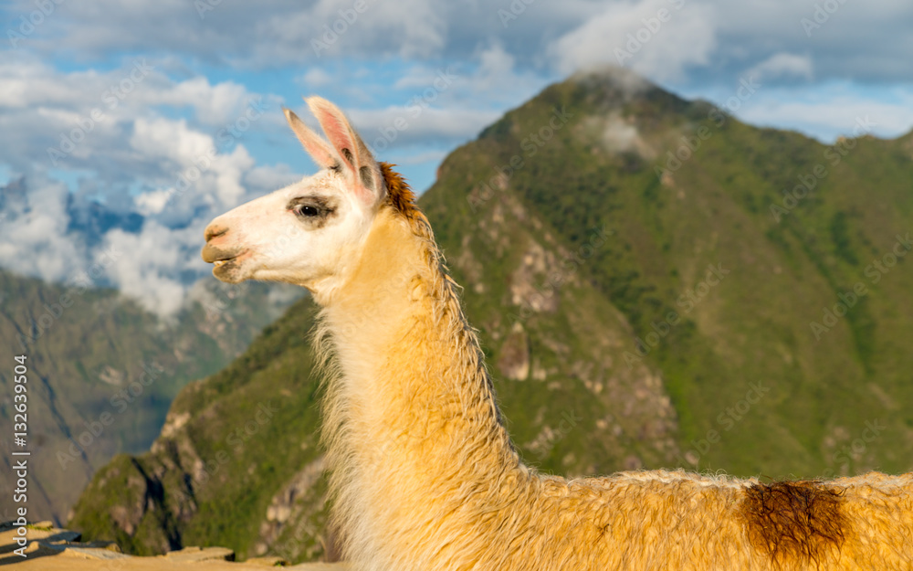 Llama at Machu Picchu, Peru Stock Photo | Adobe Stock