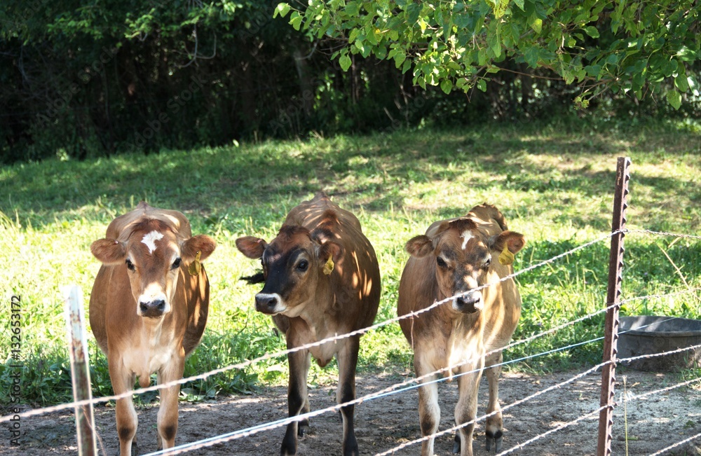 Cows at Fence Stock Photo | Adobe Stock