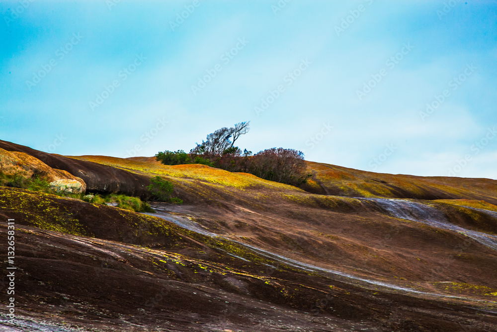 Domboshava. Granite rock mountain. A tree growing in one of the divots ...