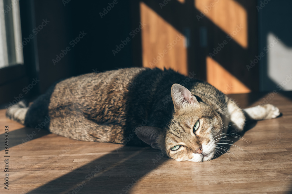 fat tabby cat Stock Photo | Adobe Stock