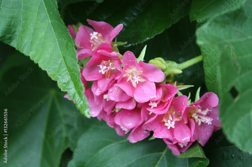 Flores con rocío Stock Photo | Adobe Stock