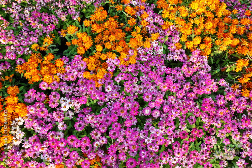 Flower Garden Top View