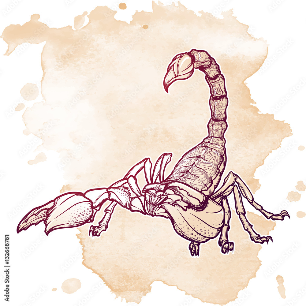 Detailed realistic scorpio drawing on grunge background. Decorative ...