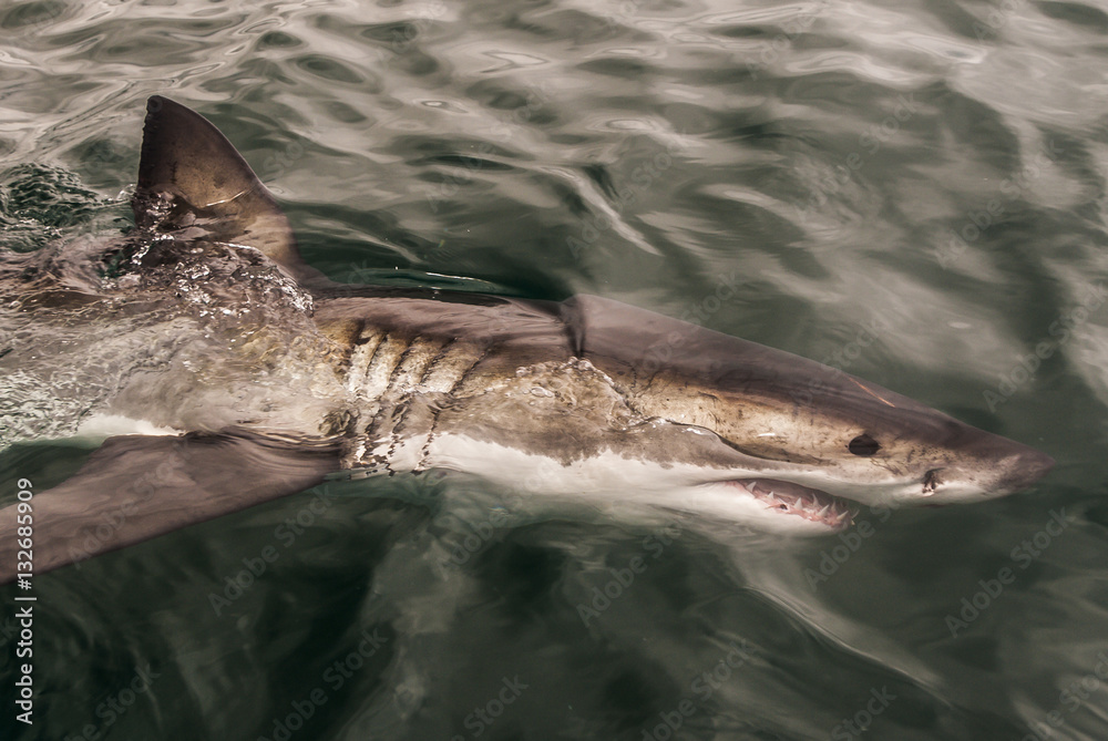 Great White Shark swimming below the surface, Stock Photo | Adobe Stock
