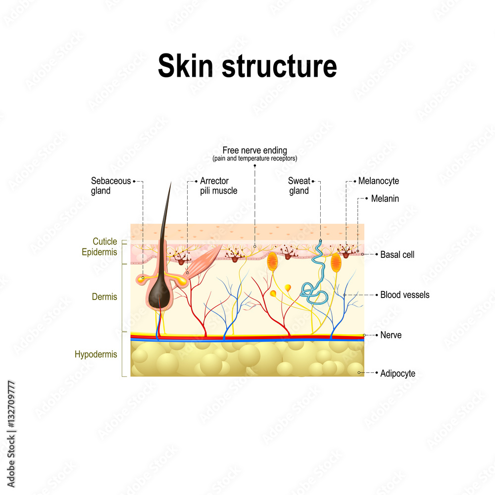 human skin structure Stock Vector | Adobe Stock