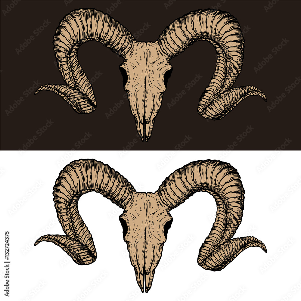 Goat skull hand drawn. Drawing sketch of the skull of a goat. A demon ...