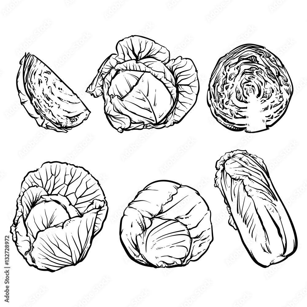 Vector cabbage isolated on a white background. Hand drawn sketch Stock ...