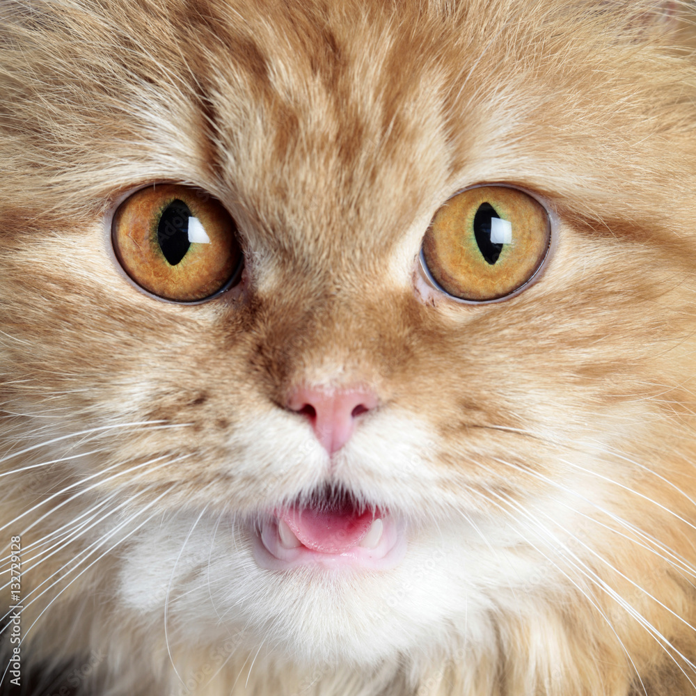 Cat face portrait Stock Photo | Adobe Stock