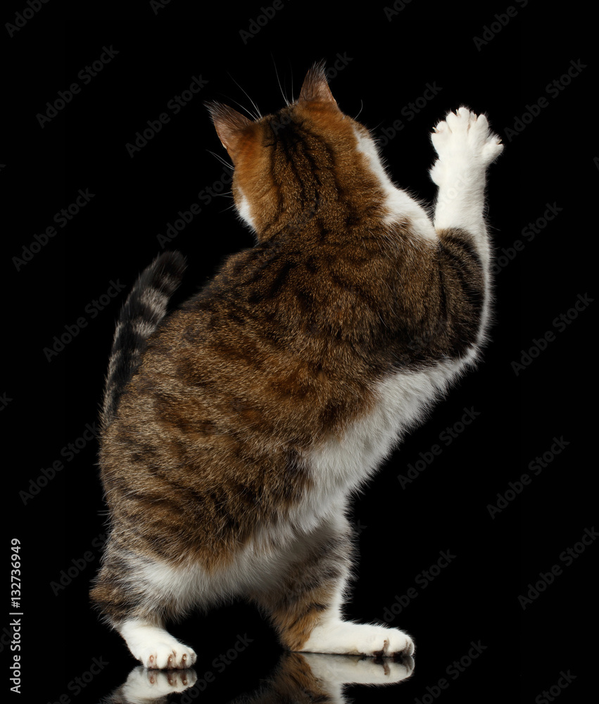 Playful Cat with funny pose standing on hind legs and turned back ...