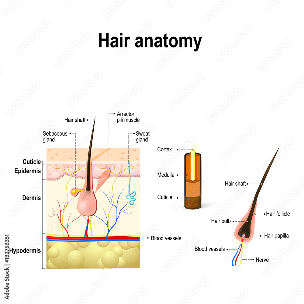 Diagram of a hair follicle in a cross section of skin layers Stock ...