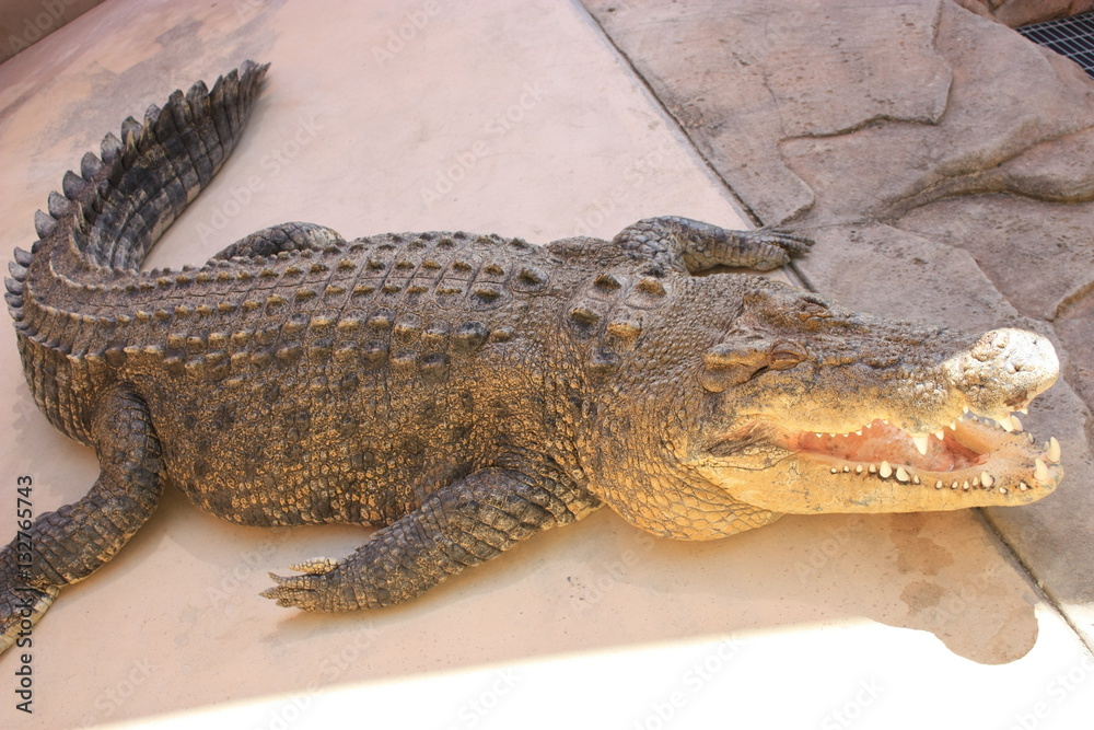 Australian big salt water crocodile open mouth burt crocodile Dundee ...