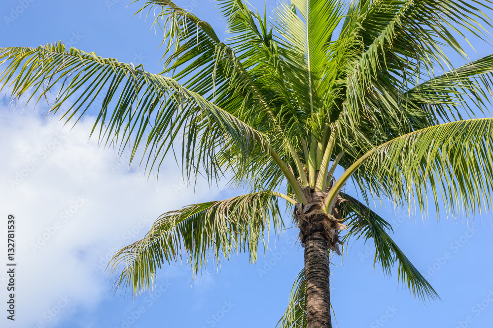 coconut tree and sky background Stock Photo | Adobe Stock