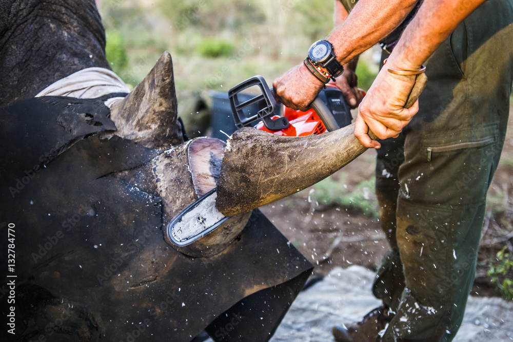 Foto de White Rhino Capture and Dehorning to prevent poaching do Stock ...