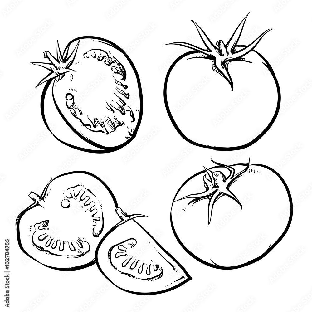 Tomato vector drawing on a white background. Isolated tomato and Stock ...