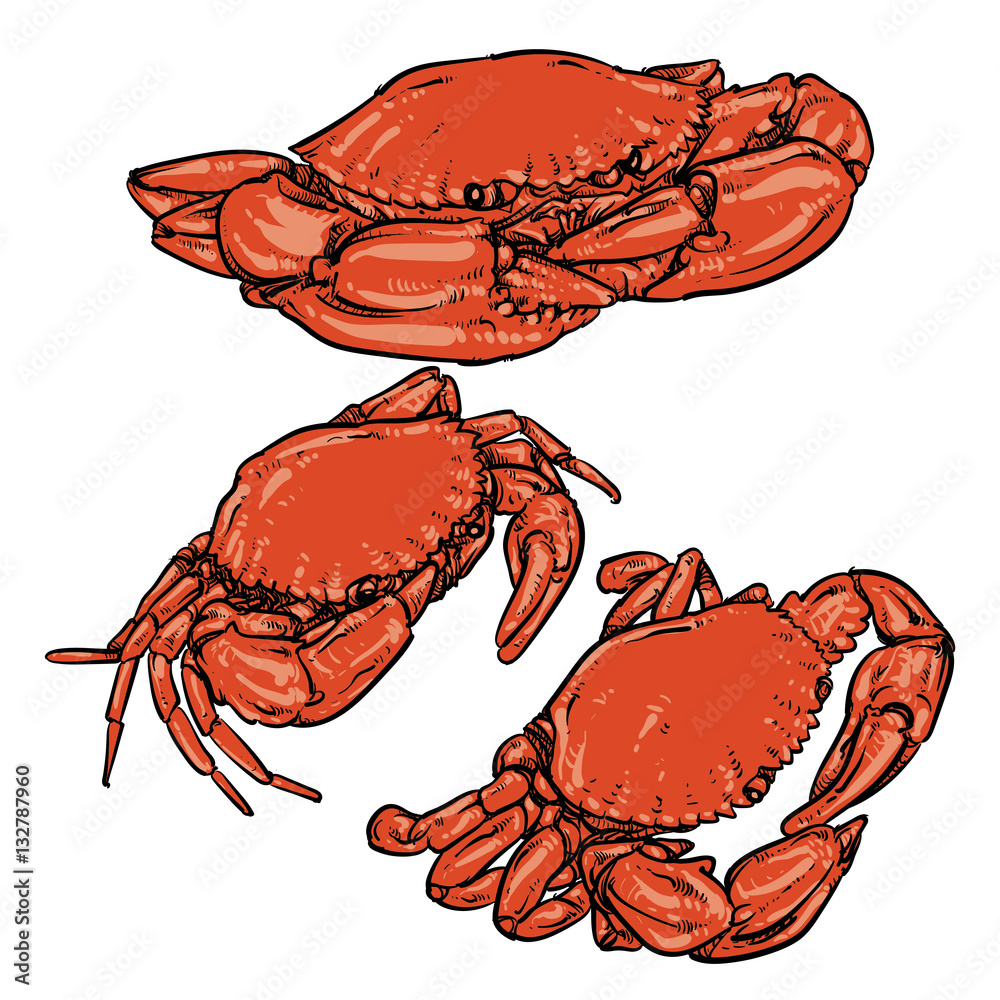 Vector crab drawing on a white background. Hand drawn seafood il Stock ...