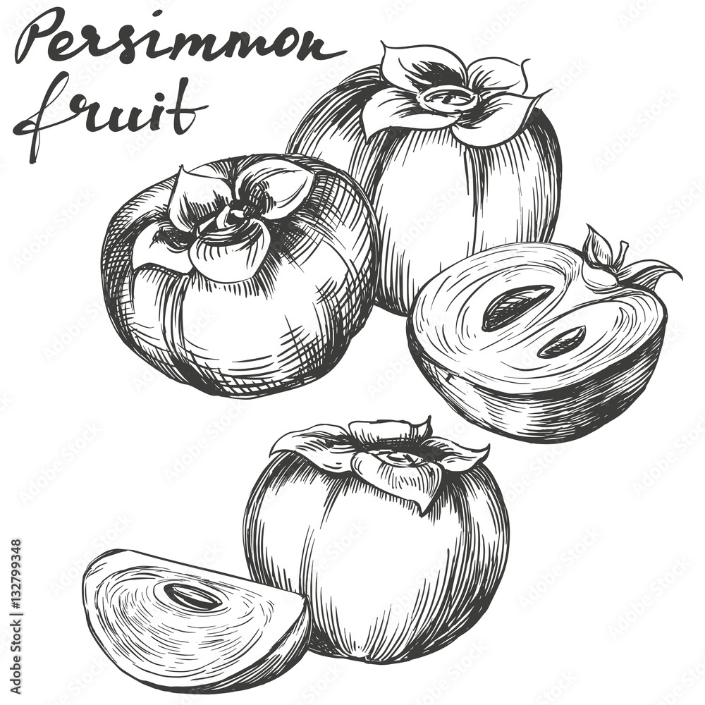 fruit persimmon set hand drawn vector illustration realistic sketch ...