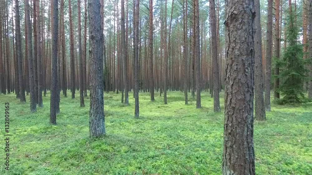 Flight Between Trees In Forest 9 Stock Video | Adobe Stock