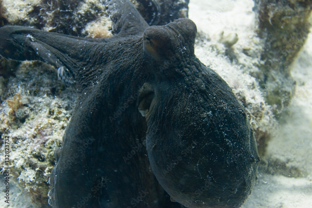 Octopus portrait Stock Photo | Adobe Stock