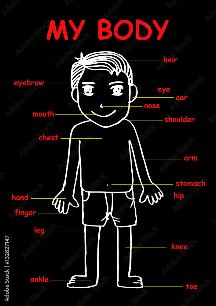 My body", educational info graphic chart for kids showing parts of ...
