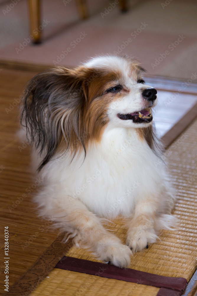 Female Papillon Puppies