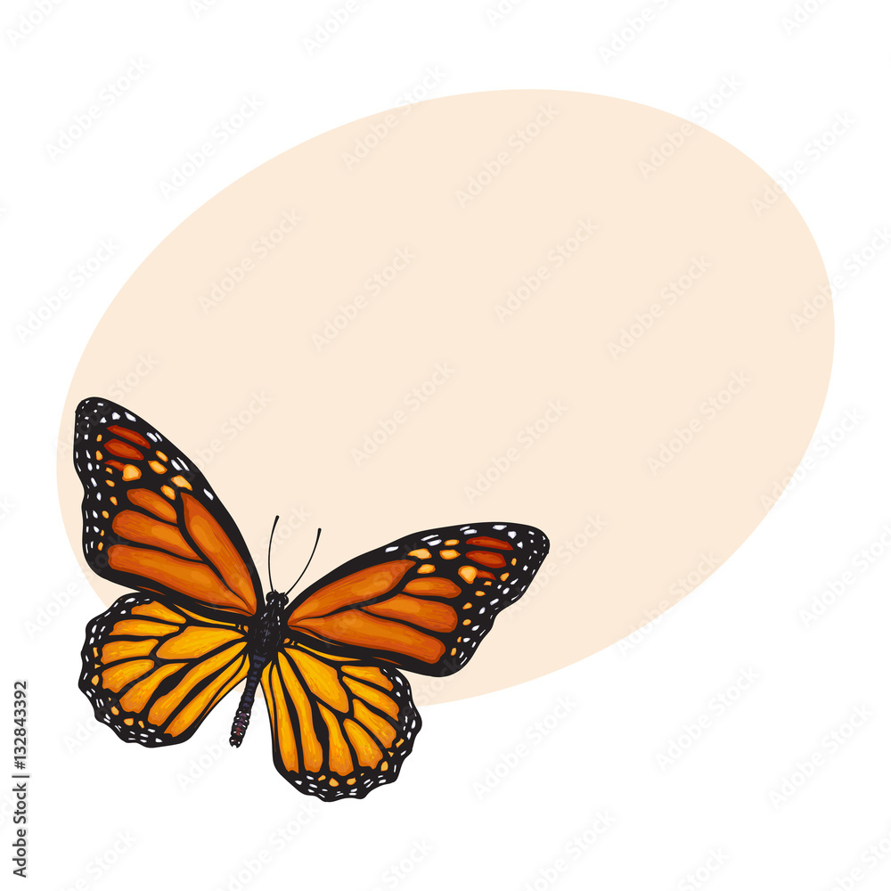 Top view of beautiful monarch butterfly, sketch illustration isolated ...