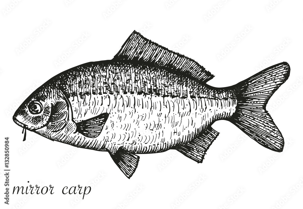 drawing mirror carp. vector illustration Stock Vector | Adobe Stock