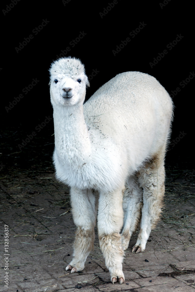 Weißes Alpaka vor dem Stall Stock Photo | Adobe Stock