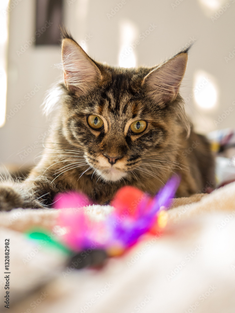 Maine Coon "Mia" Photos | Adobe Stock