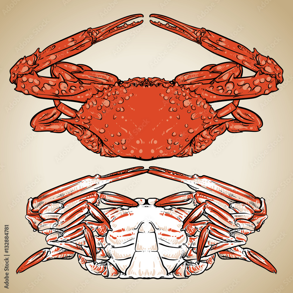 Hand drawn seafood illustration. Crab claw. Crab drawing on vint Stock ...